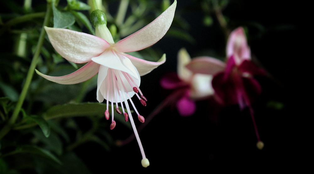Raskošna fuksija oduševljava bojama i oblikom, a laka je za uzgoj ...