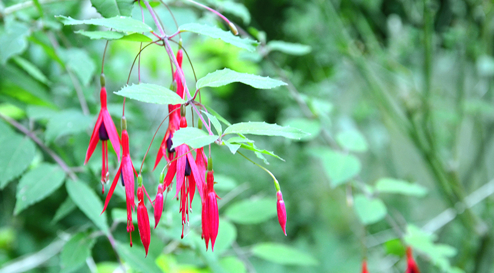 Raskošna fuksija oduševljava bojama i oblikom, a laka je za uzgoj ...