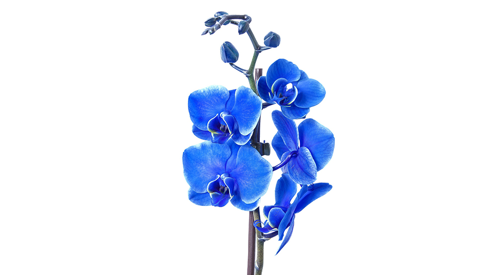 Dobili ste orhideju za 8. mart, znate li kako je održati na životu ...
