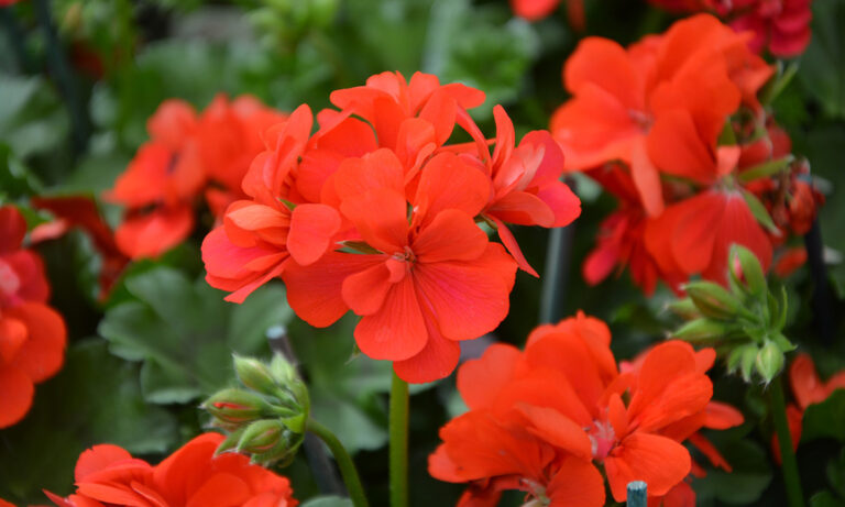 Savjeti stručnjaka: Kako uzgojiti raskošne i zdrave pelargonije – Moje ...
