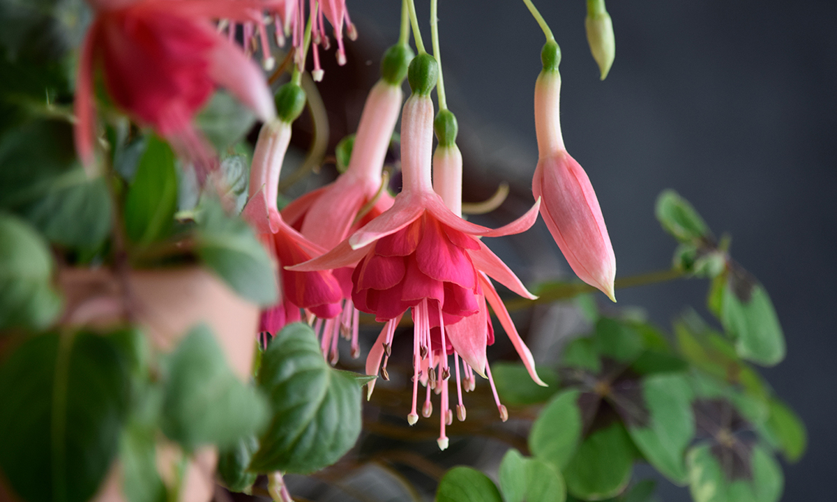 Raskošna fuksija oduševljava bojama i oblikom, a laka je za uzgoj ...