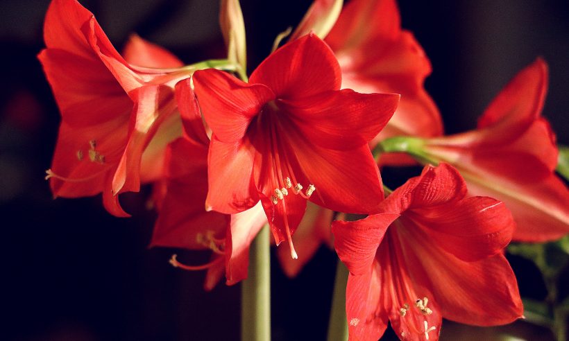 Zadnji je trenutak za sadnju amarilisa, te raskošne ‘viteške zvijezde ...