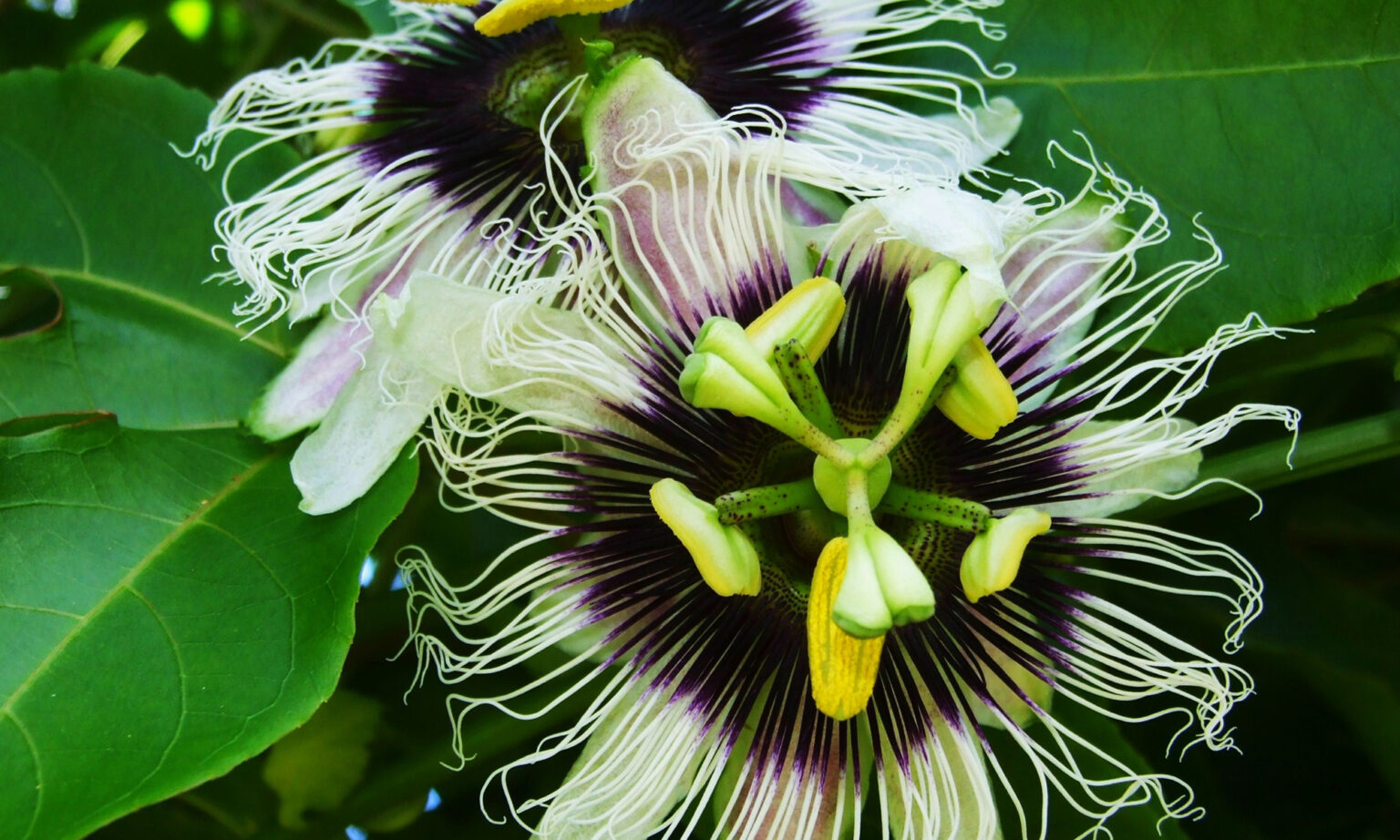 Pasiflora ili Isusova kruna: Jednostavna egzotična ljepotica sve je ...