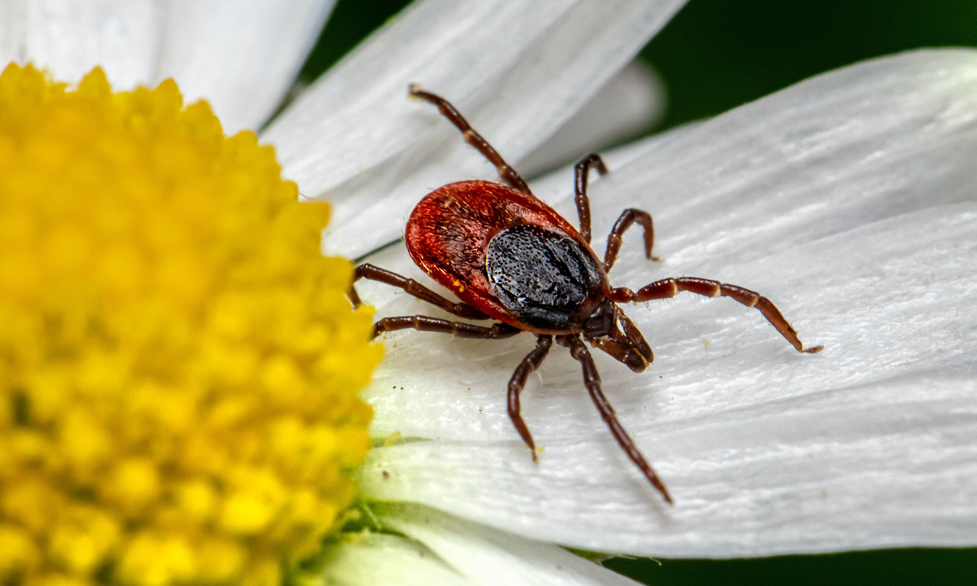 Ovako izgleda bolest koju prenose krpelji, starije žene su posebno ...
