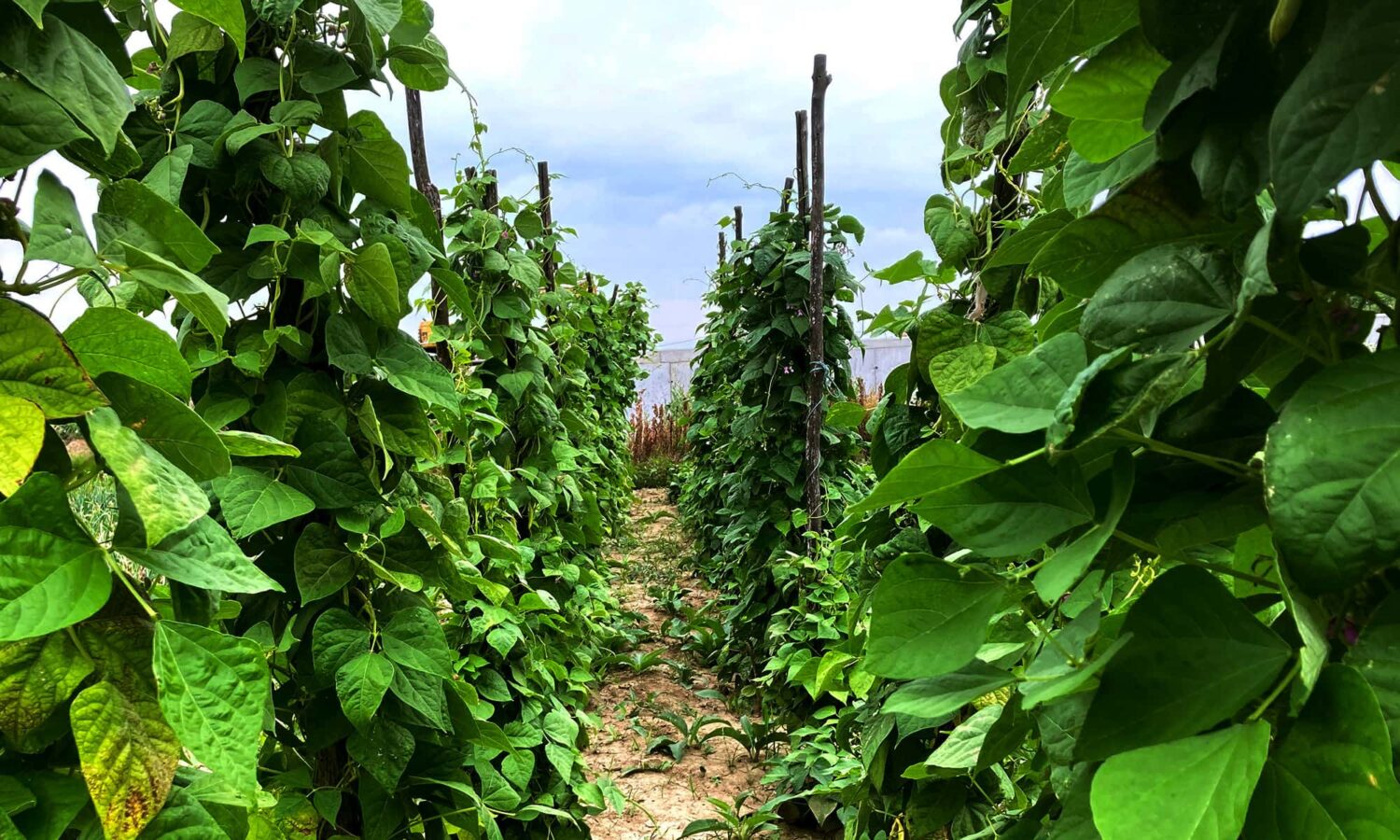 Kako potaknuti mahune na cvatnju: Savjeti za zabrinute vrtlare – Moje ...