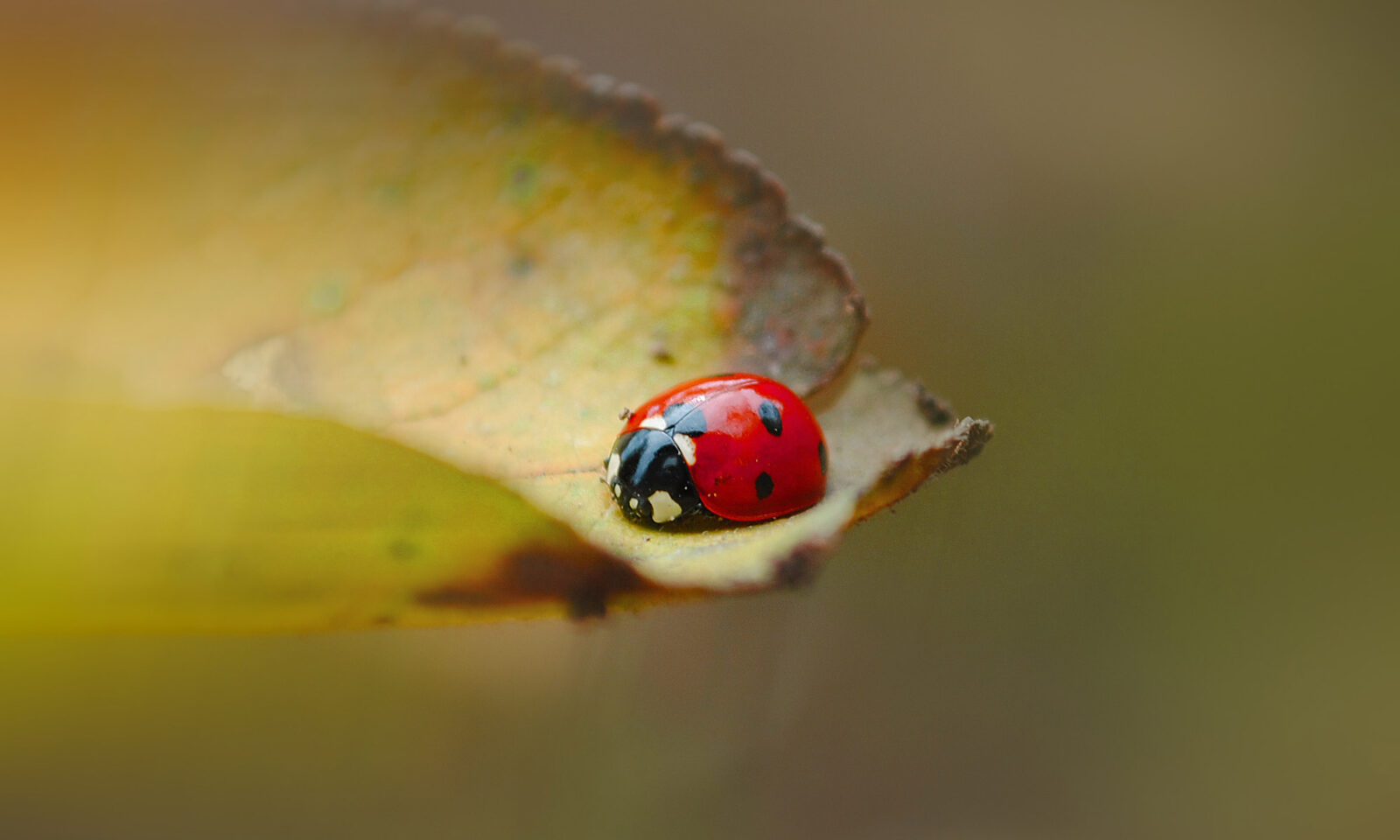 Dobri vrtlari znaju da im je ova životinjica najveći saveznik – Moje ...