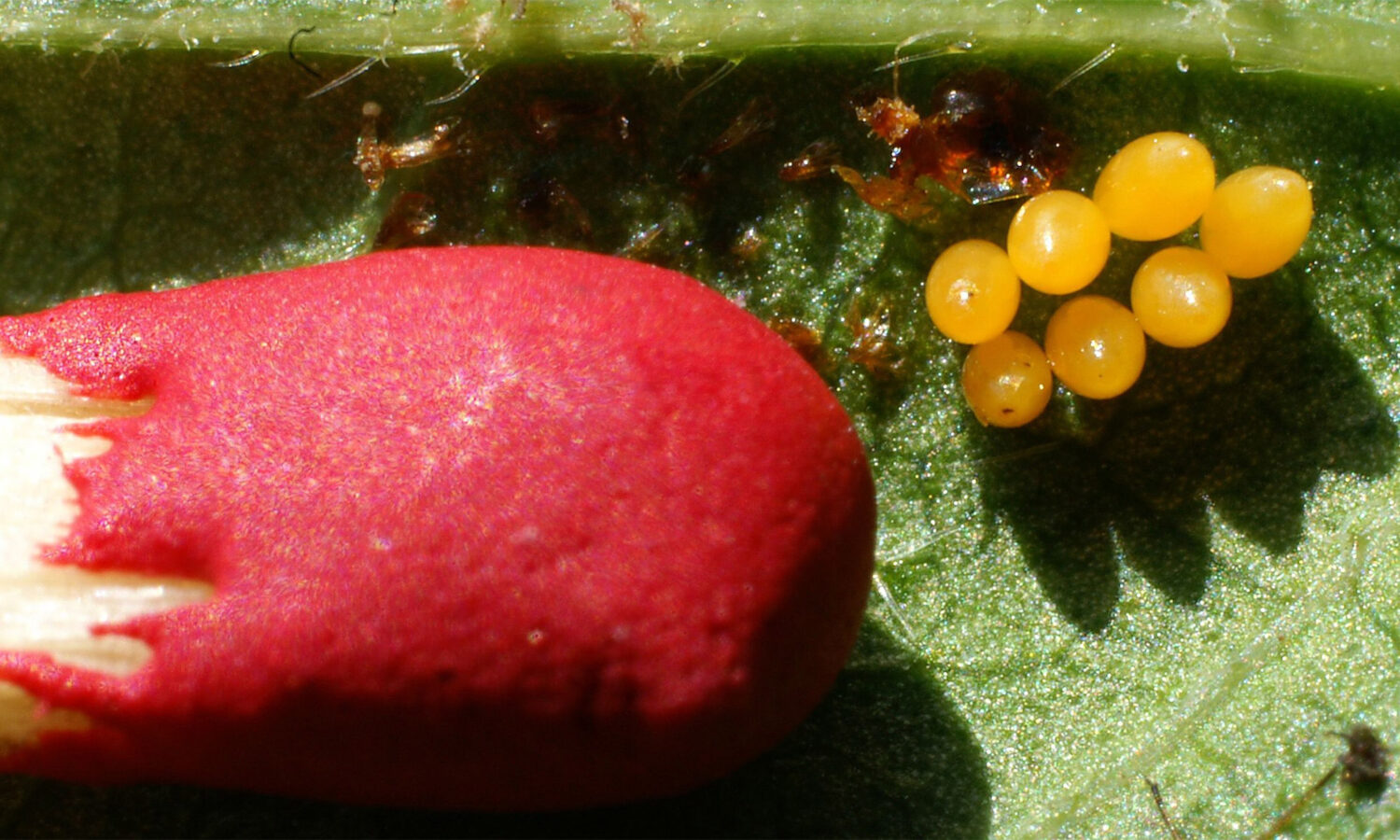 Dobri vrtlari znaju da im je ova životinjica najveći saveznik – Moje ...