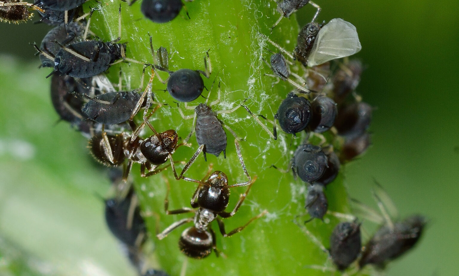 Lisne uši napadaju? Evo kako ih prepoznati i uspješno suzbiti – Moje ...