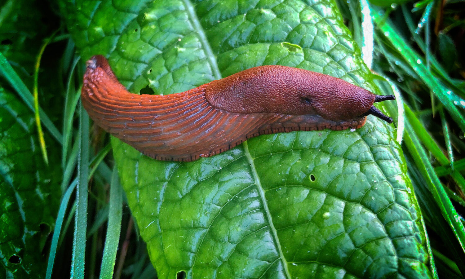 Svi žele visoke gredice u vrtu, ovo su materijali od kojih ih možete ...