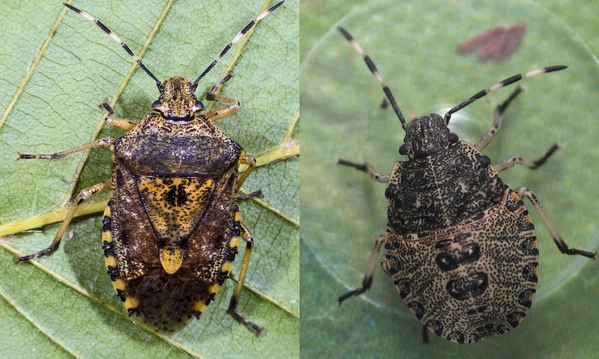 Traje najezda smrdljivih martina: Potjerajte ih iz vrta prirodnim ...