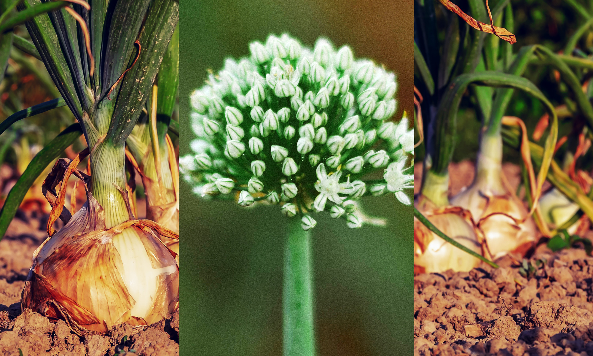 Kako izbjeći cvjetanje luka i što učiniti ako je već procvjetao – Moje ...