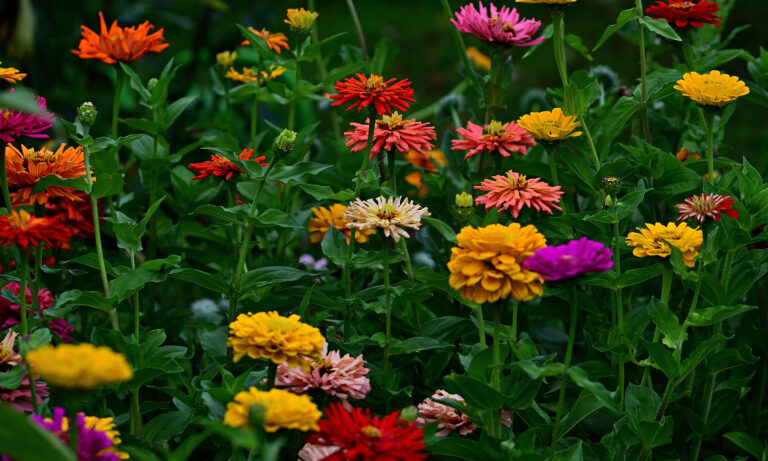 Veliki povratak cinija – svi su ludi za skromnim bakinim cvijećem ...
