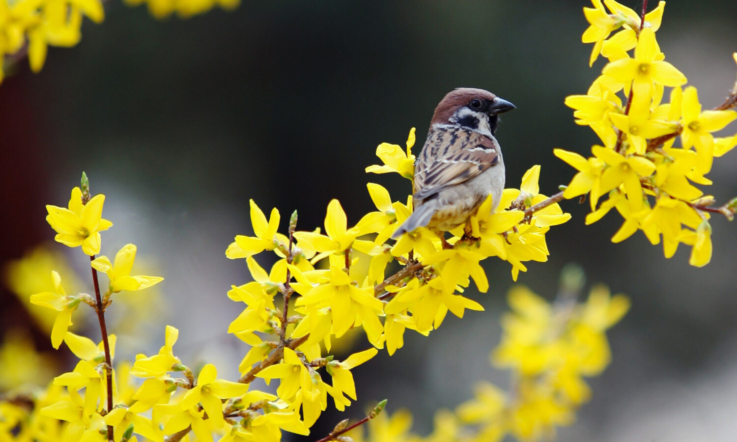 Pet cvjetnih grmova koje ne smijete orezivati u proljeće – Moje Vrijeme