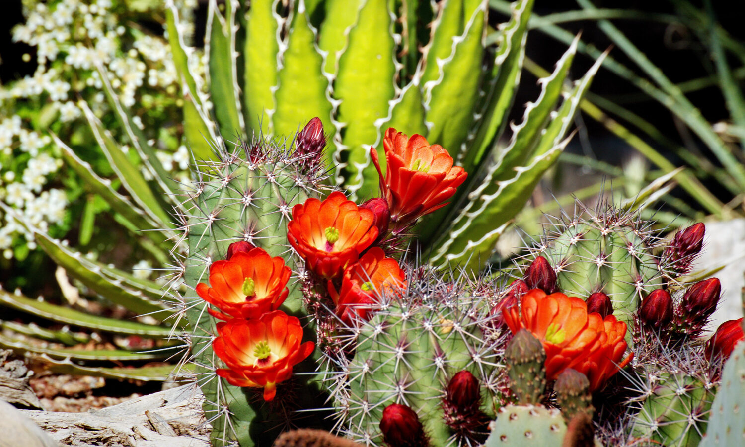 O zimskom mirovanju ovisi hoće li vam kaktusi cvjetati ili ne – Moje ...