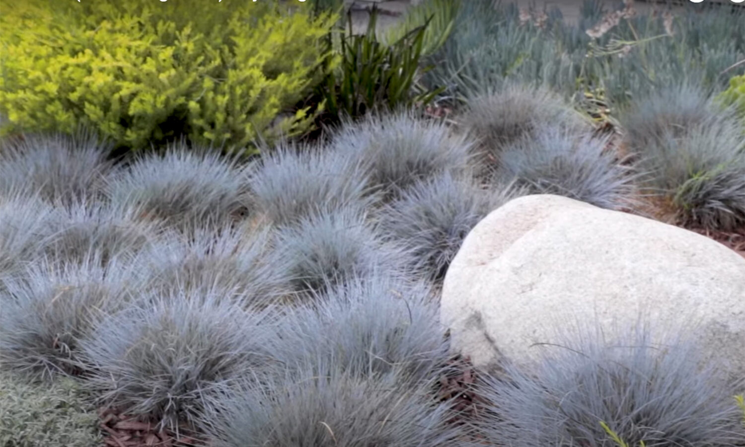 Četiri biljke koje i bez cvjetanja stvaraju otmjen ugođaj u vrtu – Moje ...