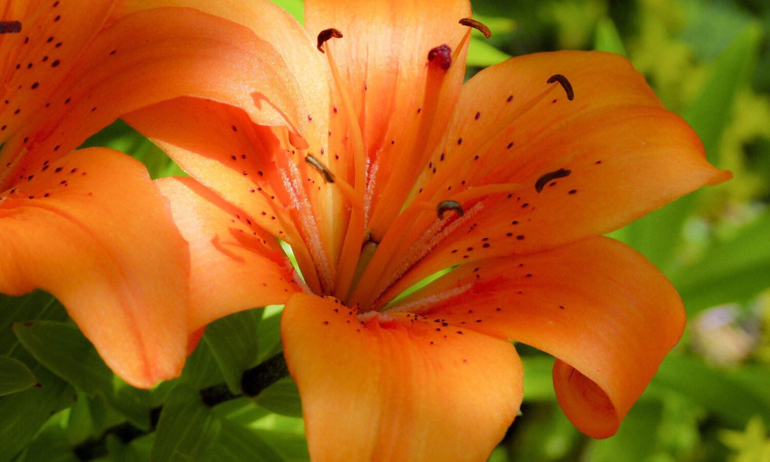 Ljiljani za svaki vrt: Preporuke stručnjaka za raskošnu cvatnju – Moje ...