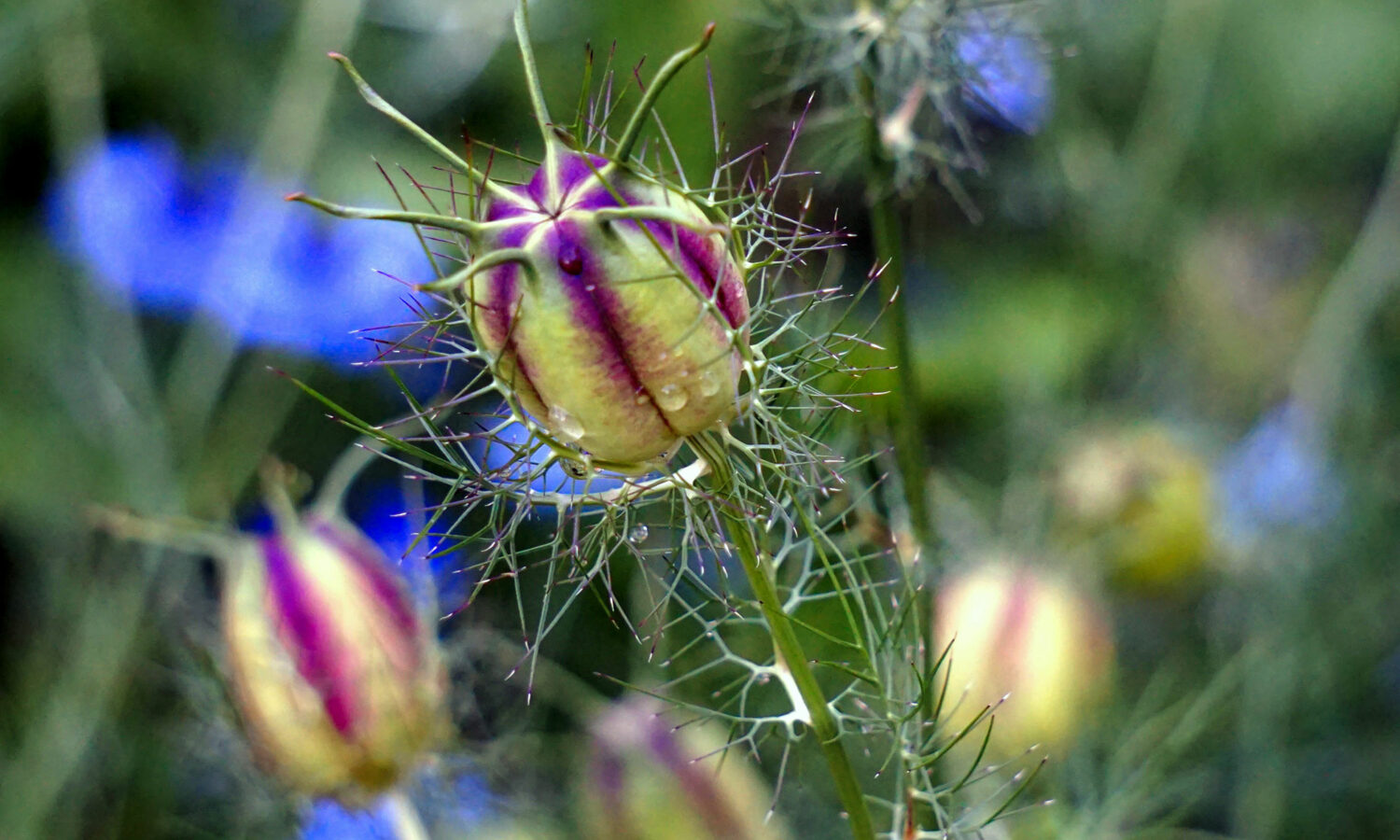 Ljubav u izmaglici: Nigella je kraljica poludivljih cvjetnih gredica ...