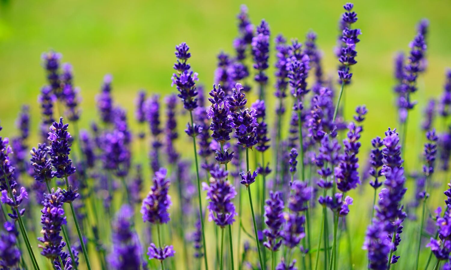 Zašto lavanda vene? Ovo su najčešći problemi i kako ih riješiti – Moje ...